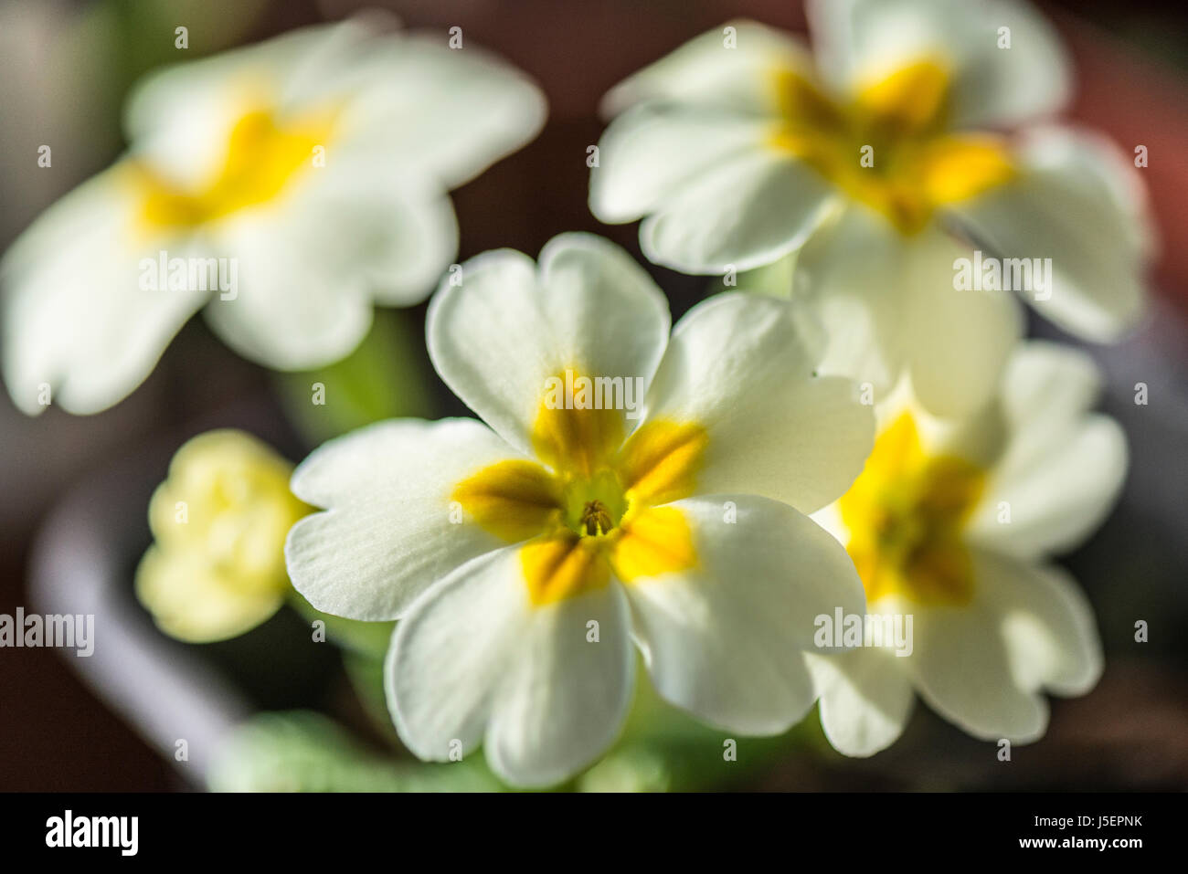 An English Primrose (Primula vulgaris Stock Photo - Alamy
