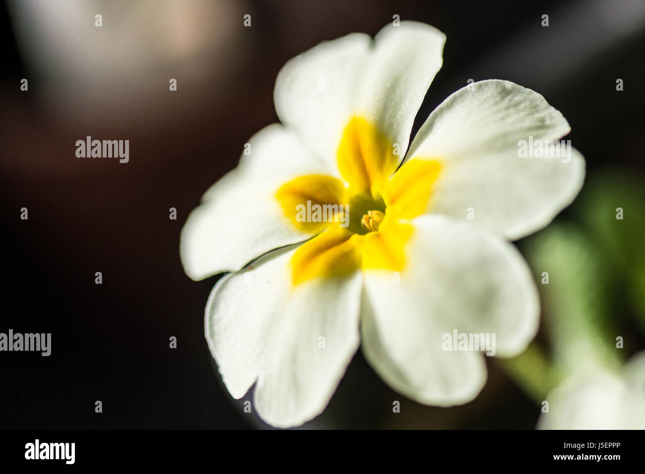 Heterostyly hi-res stock photography and images - Alamy