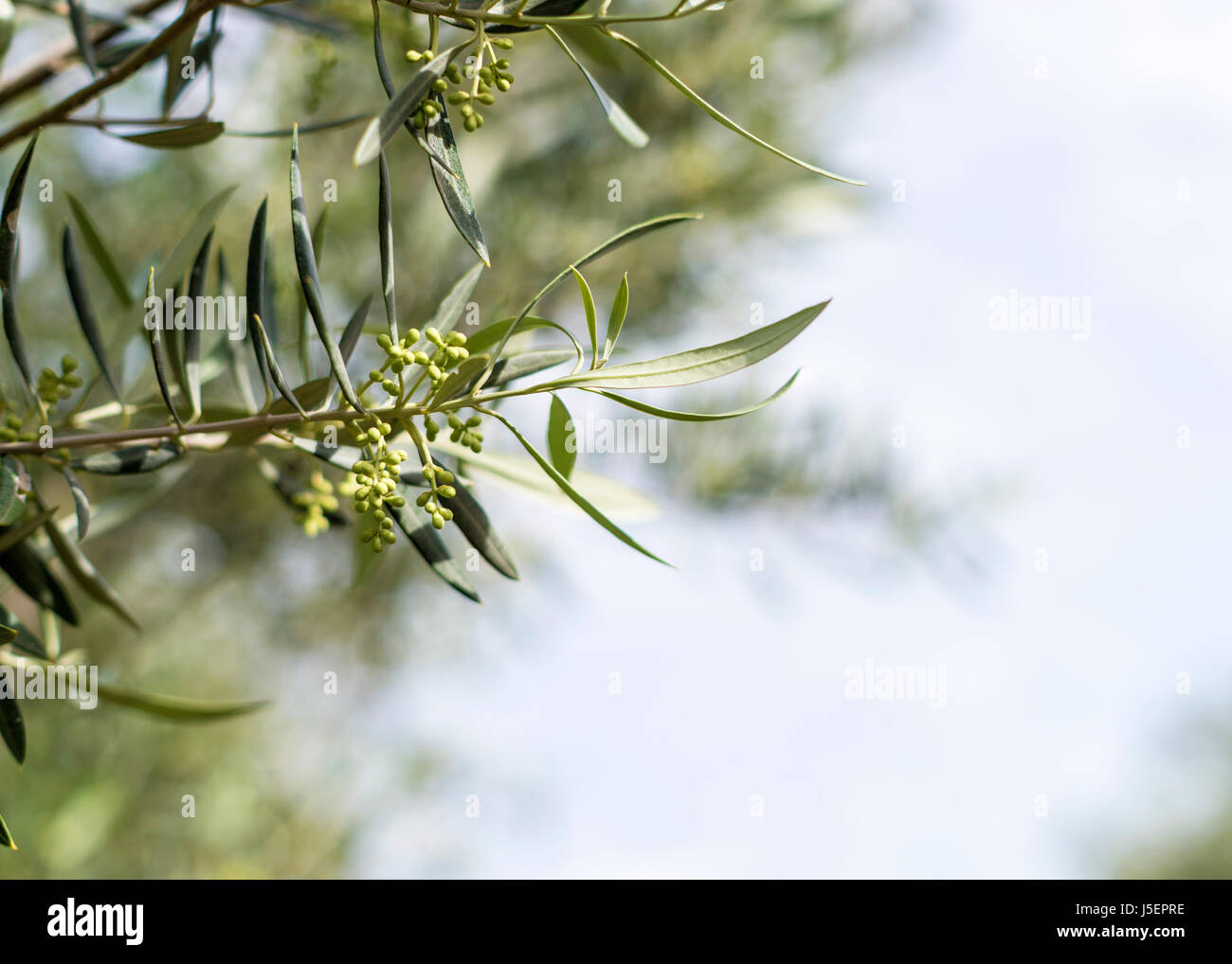 close up of new forming buds on a olive tree with sky in the background ...