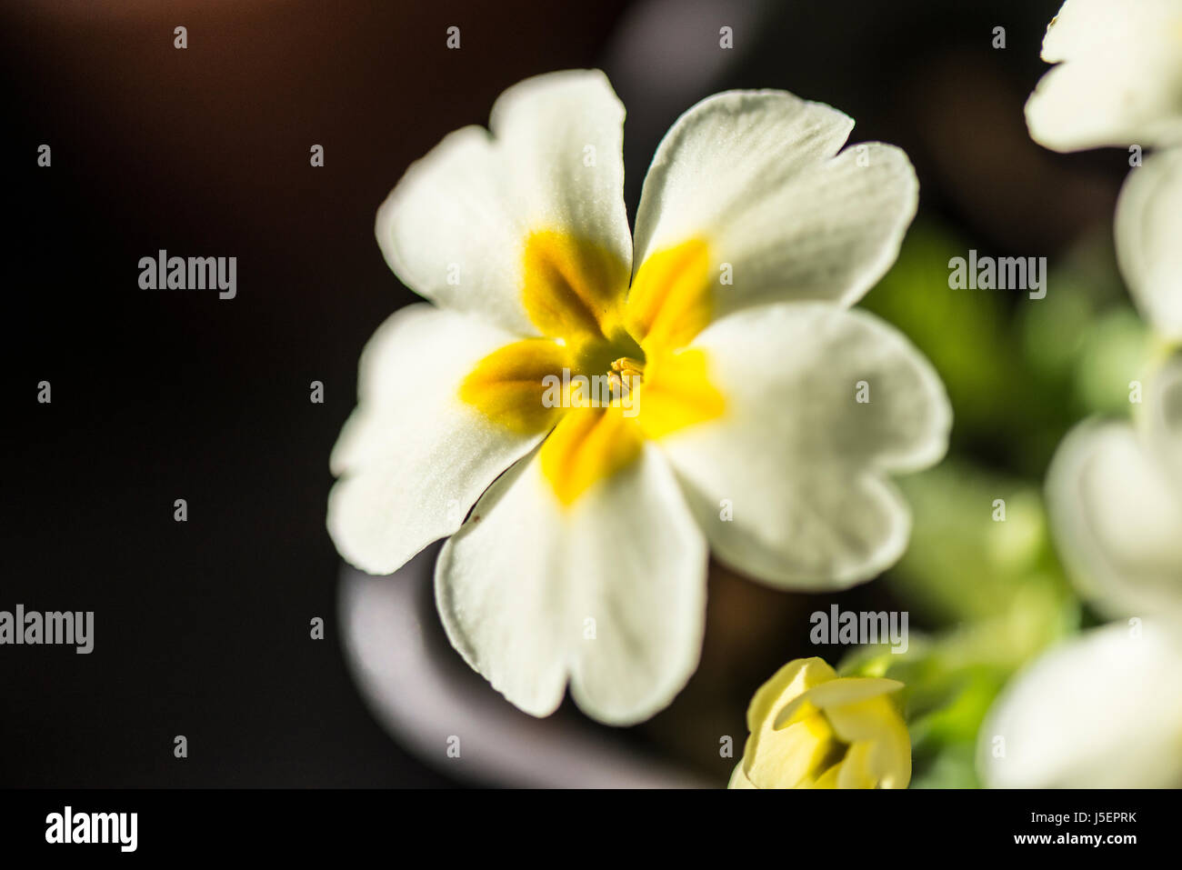 Heterostyly hi-res stock photography and images - Alamy