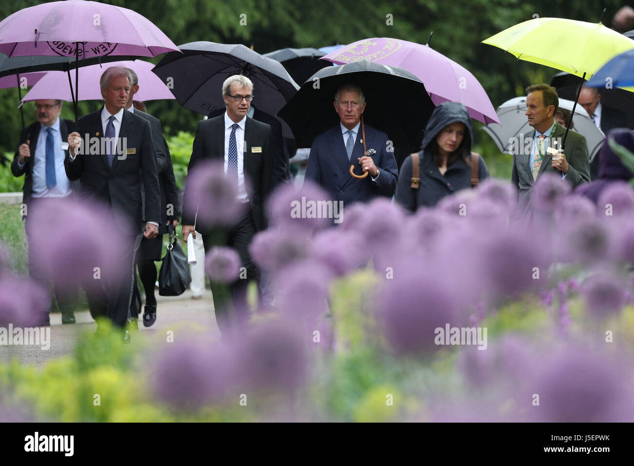The Prince of Wales passes allium flowers planted in the Great Broad ...