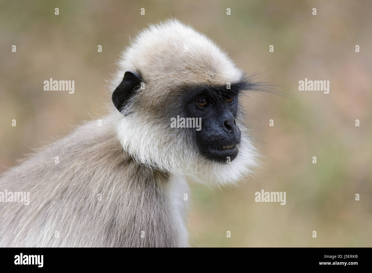 Portrait of a Gray langur monkey (or Hanuman langur (Semnopithecus) at ...