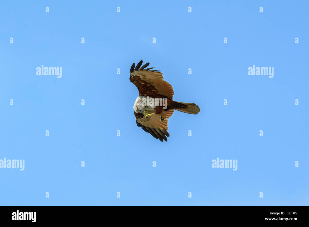 Indian eagle flying hi-res stock photography and images - Alamy