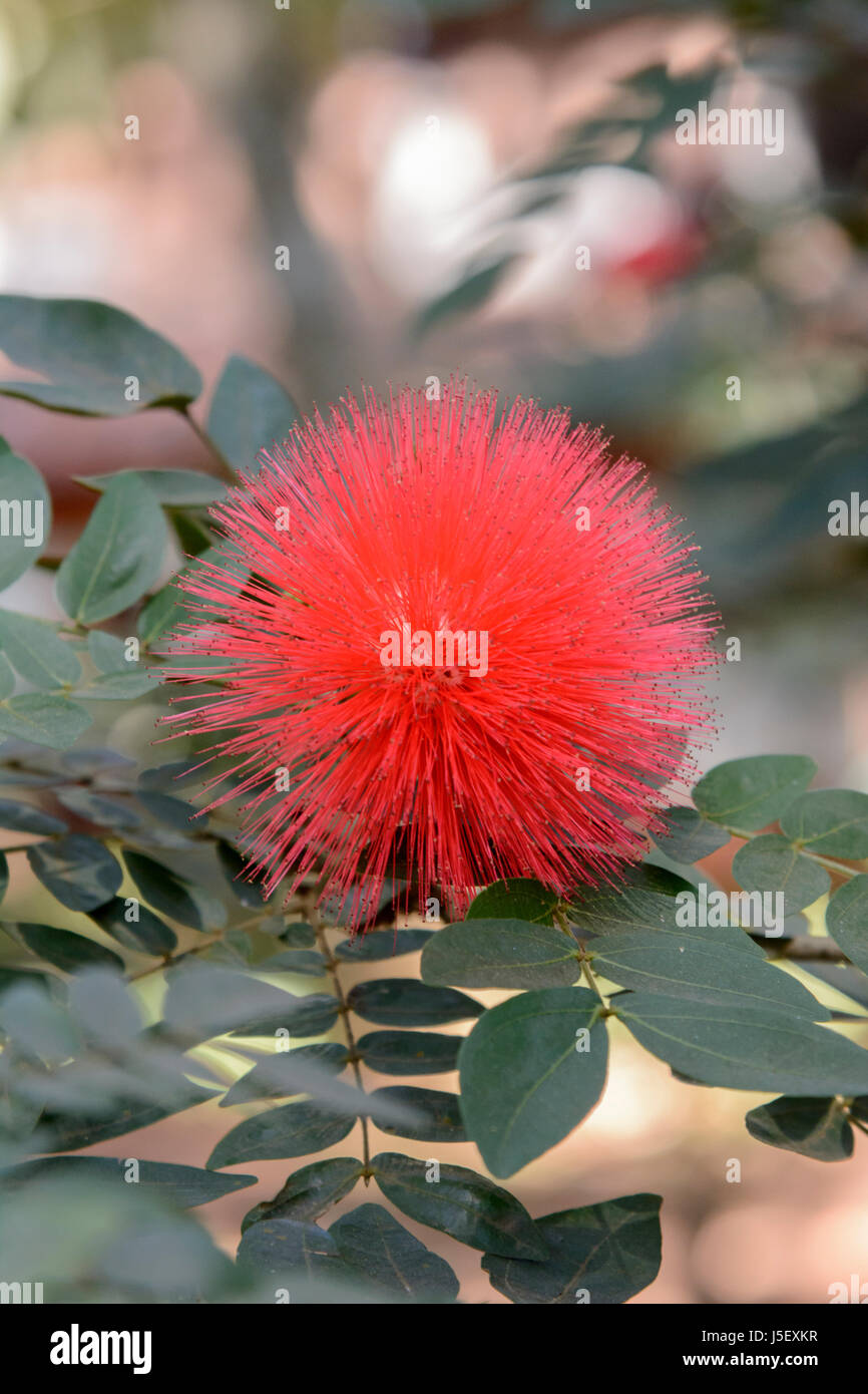 Red Powder Puff plant, Calliandra haematocephala, Kerala, South India ...