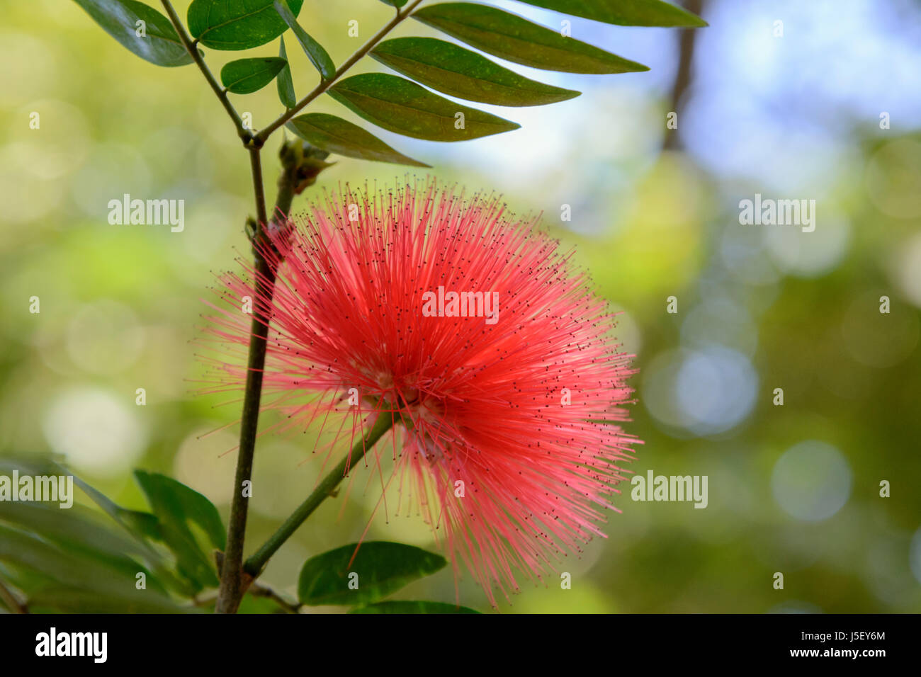 Powder puff flower hi-res stock photography and images - Alamy