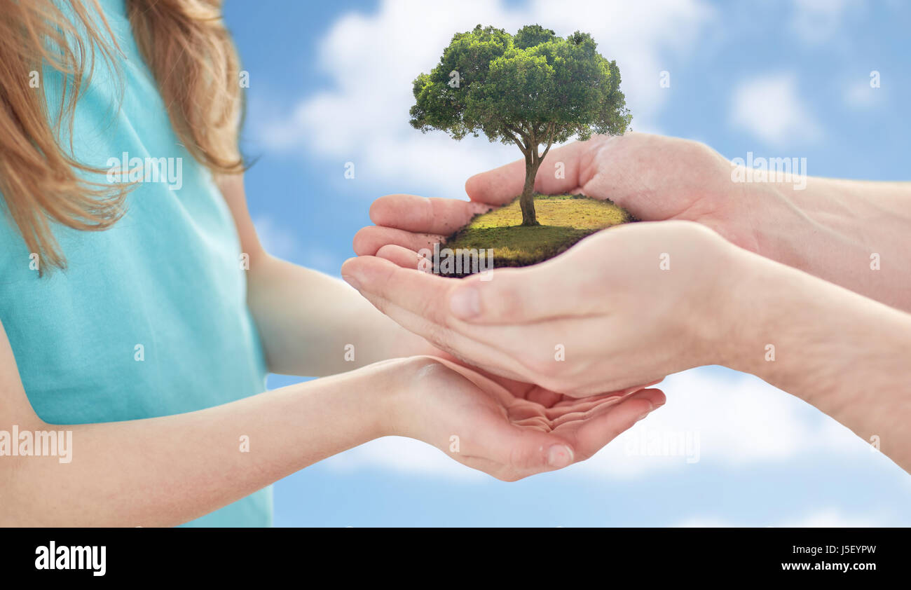close up of father and girl hands with oak tree Stock Photo - Alamy