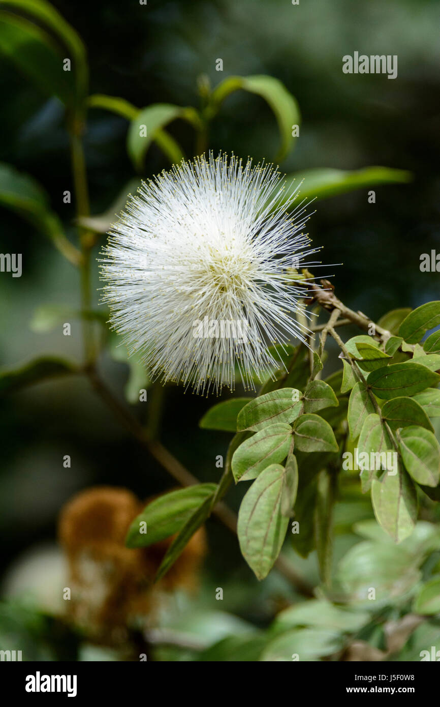India flower tree white hi-res stock photography and images - Alamy