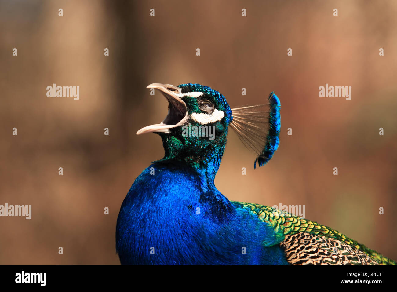 Peacock song. Closeup portrait of crying beautiful peacock on gradient ...