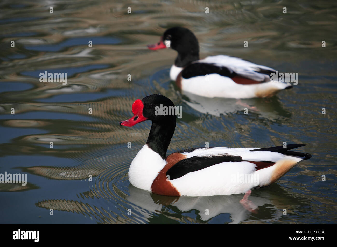 Pair of beautiful shelducks with red beaks on water surface Stock Photo ...
