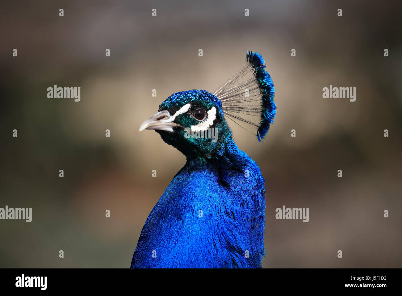 Closeup portrait of beautiful peacock on dark gradient background Stock ...