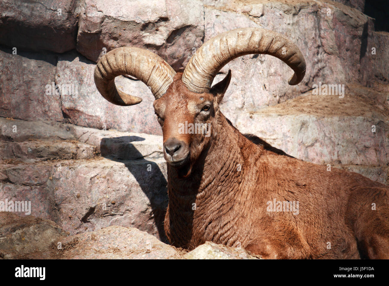 Wild Caucasian goat lying on the rock and looking to camera Stock Photo ...
