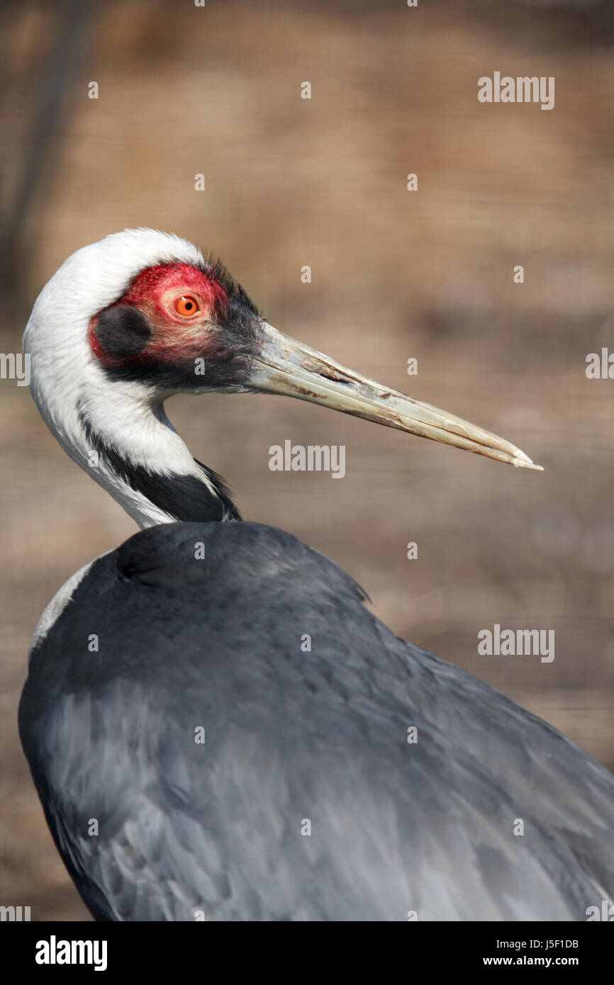 Closeup portrait of White-Naped Crane on brown background Stock Photo ...