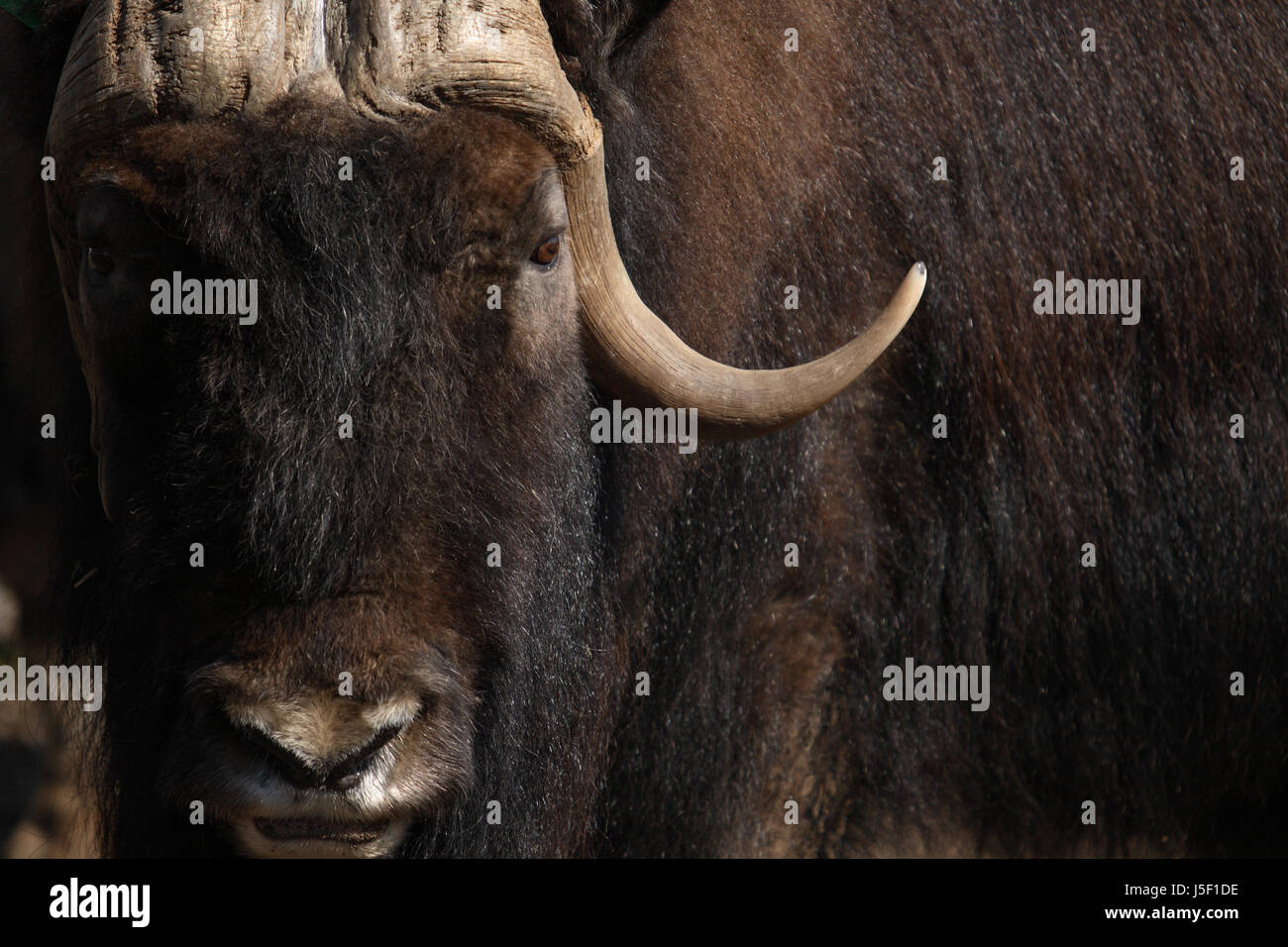 Portrait of old musk-ox with long horn and fur Stock Photo - Alamy