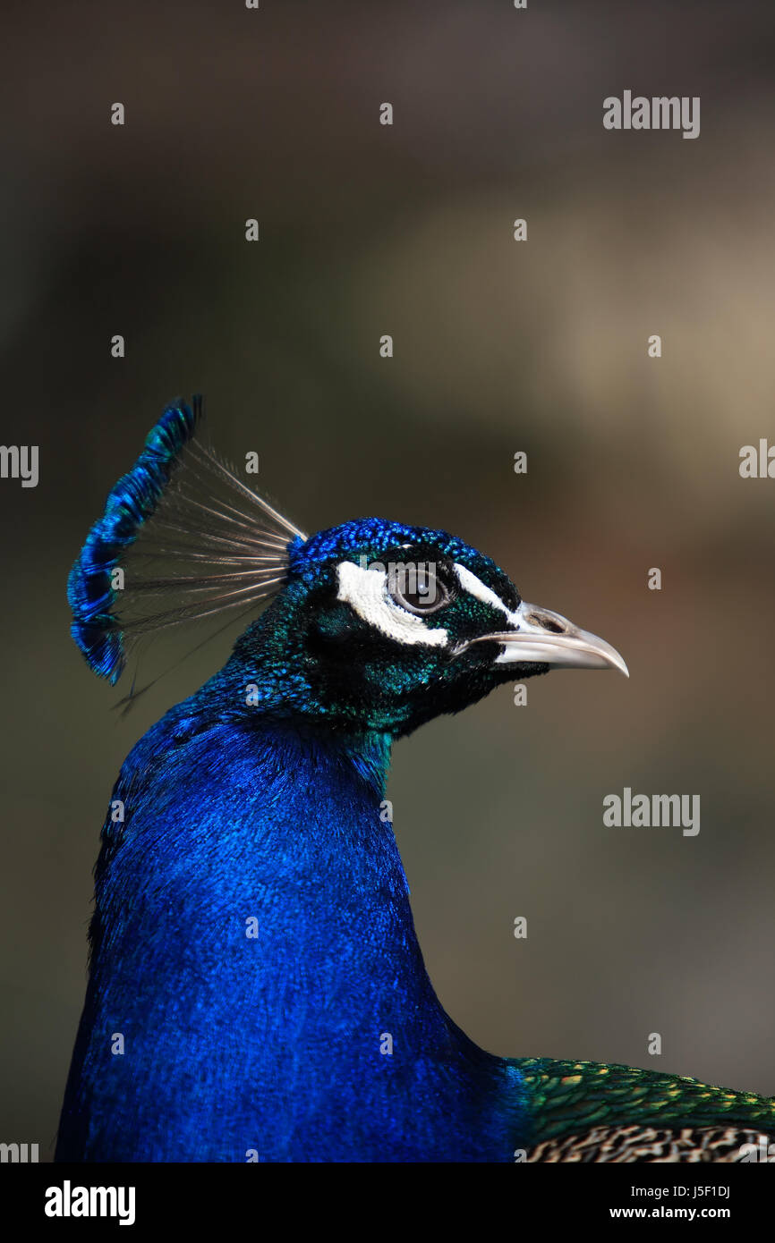 Closeup portrait of beautiful peacock on dark gradient background Stock ...