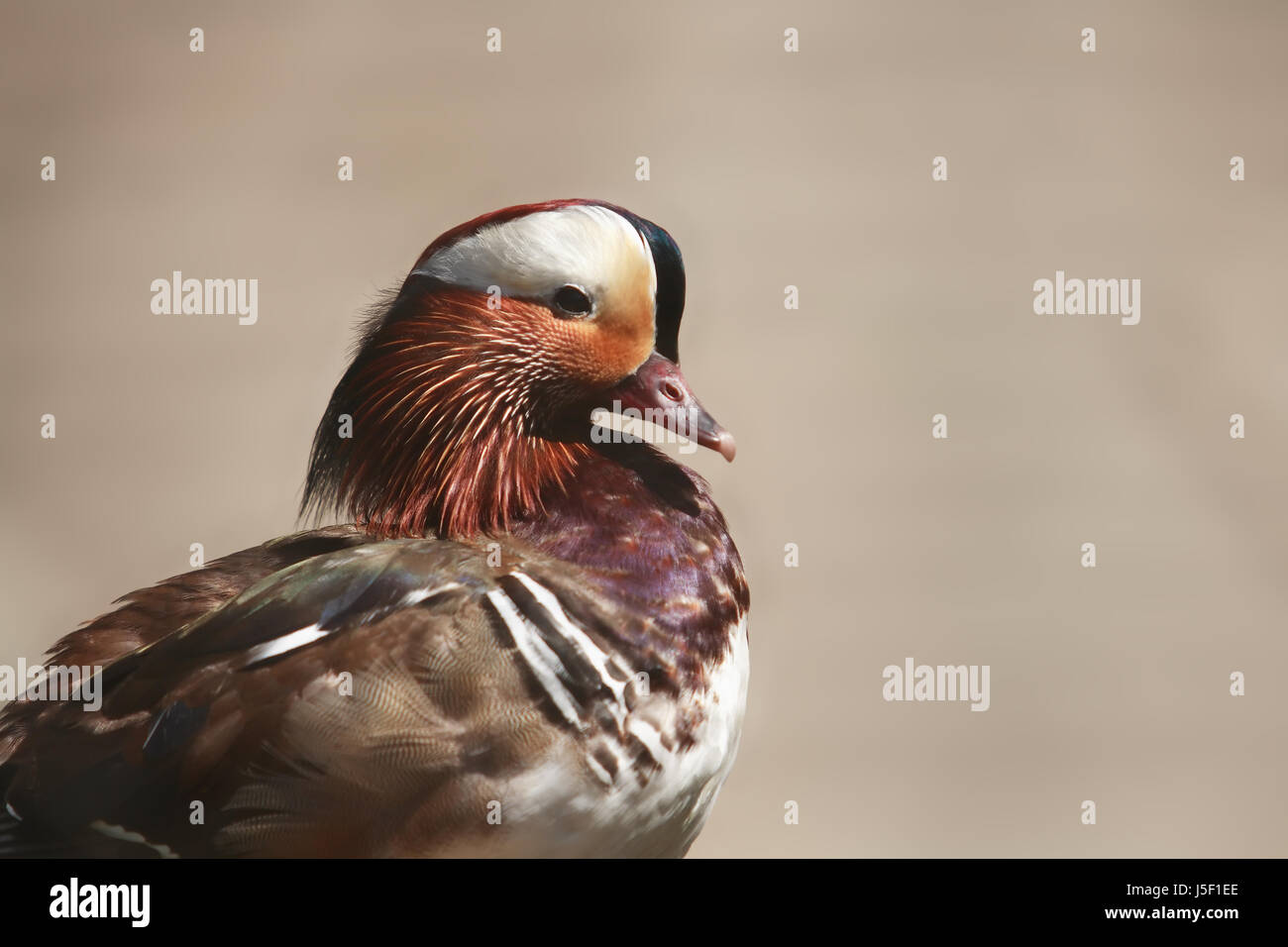 Closeup portrait of beautiful mandarin duck on gray background Stock ...