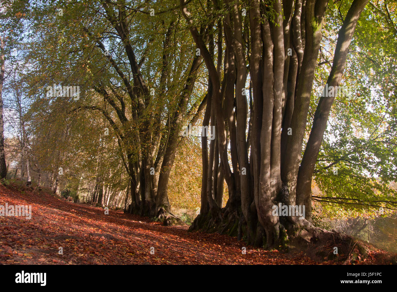 ancient beech trees (fagus sylvatica), Devils Punchbowl,largest spring ...