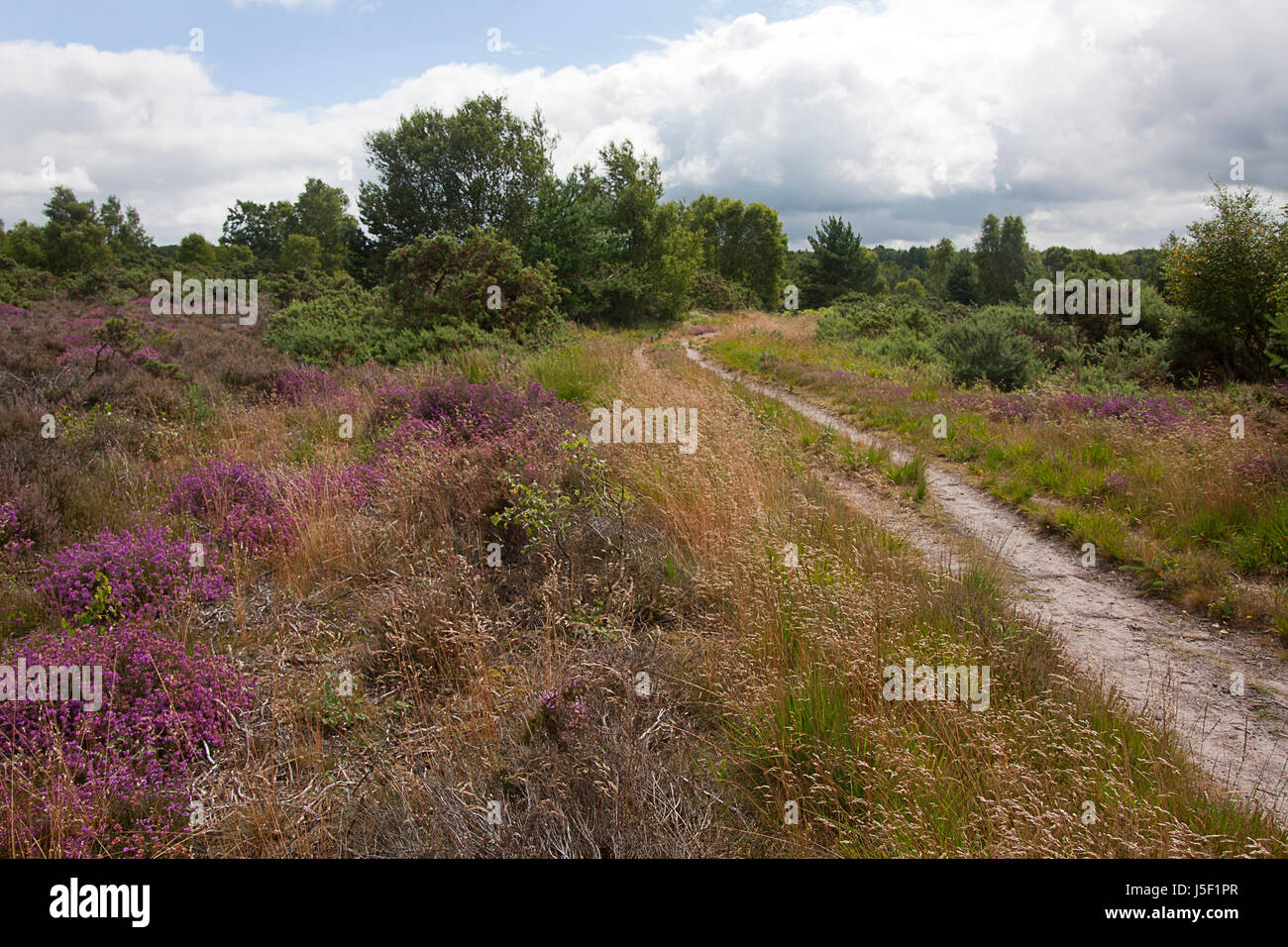 Ludshott Common in July,one of the largest remaining areas of heathland ...