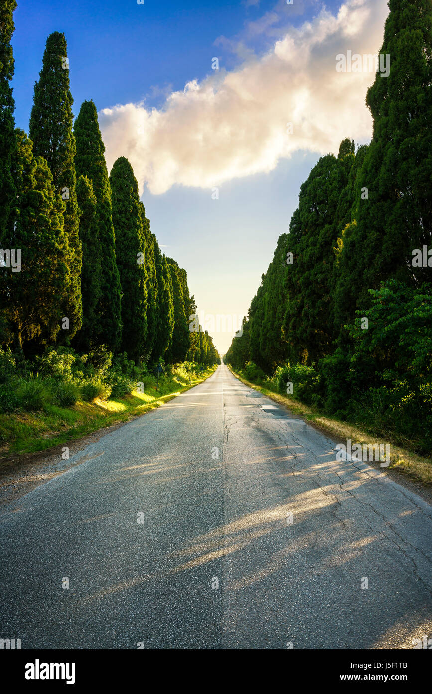 Bolgheri famous cypresses trees straight boulevard on backlight sunset ...