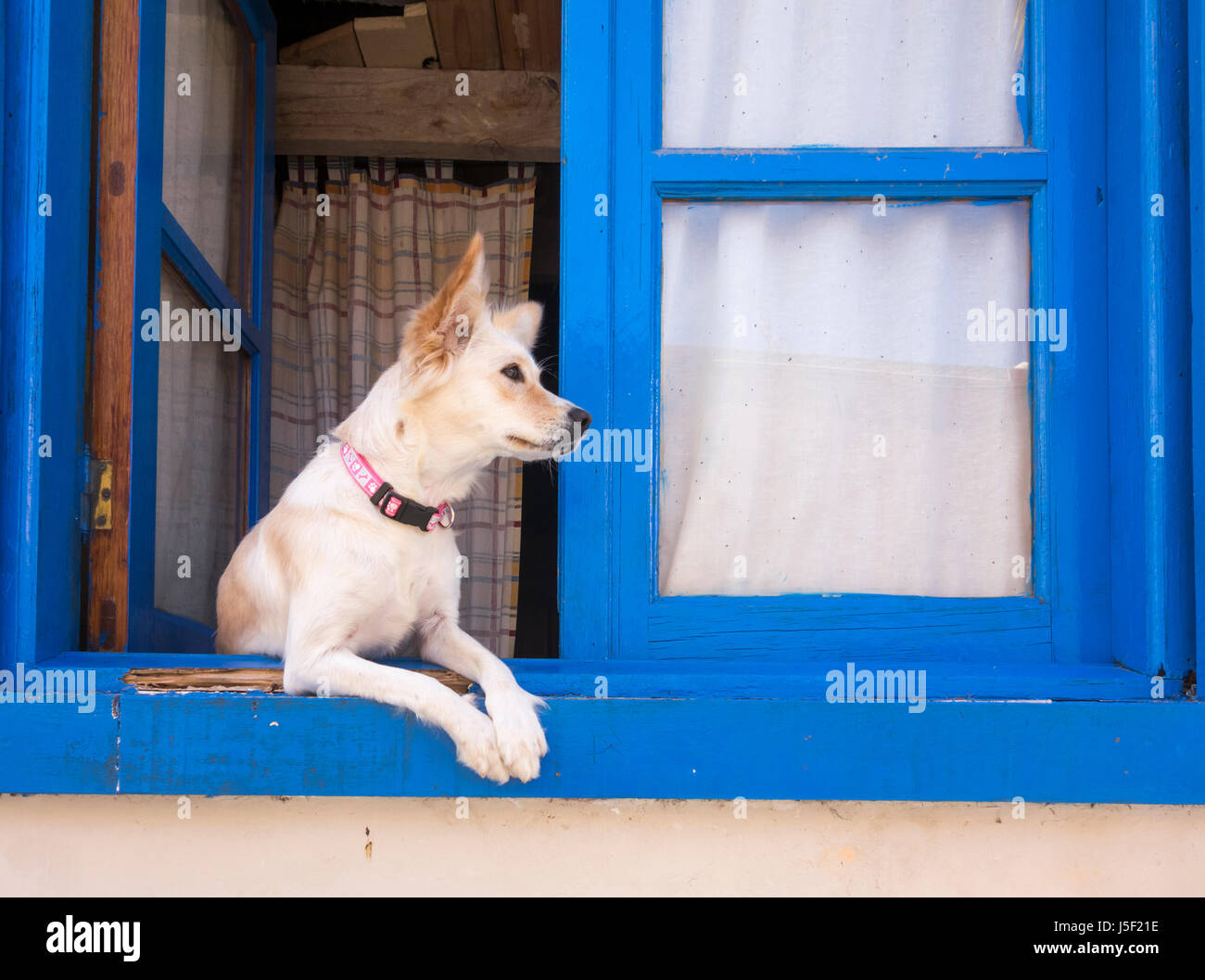 Dog looking out of window in Spain Stock Photo - Alamy