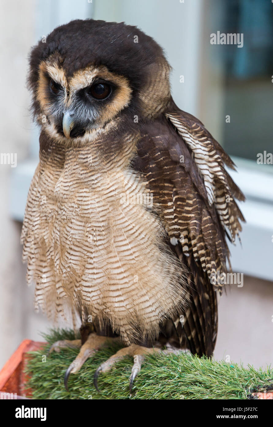 Brown Forest Owl Stock Photo - Alamy