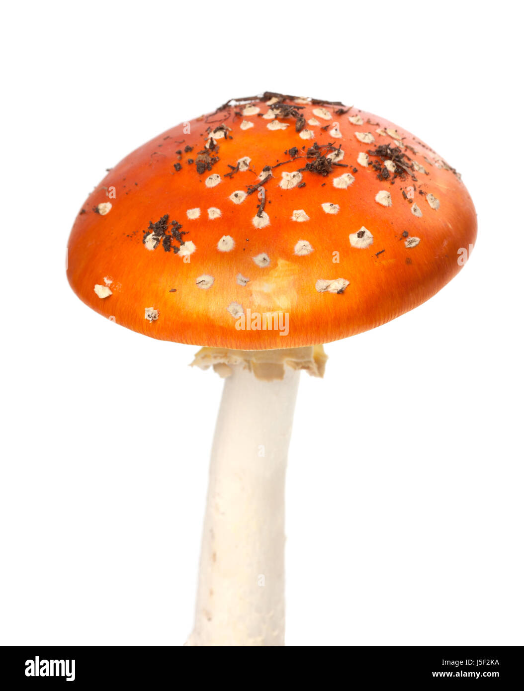 Pileus hat hi-res stock photography and images - Alamy