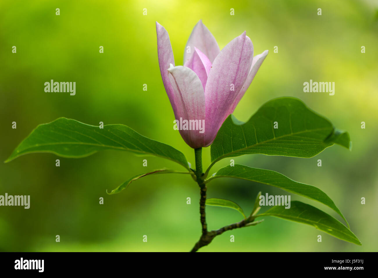 Magnolia grandiflora uk hi-res stock photography and images - Alamy