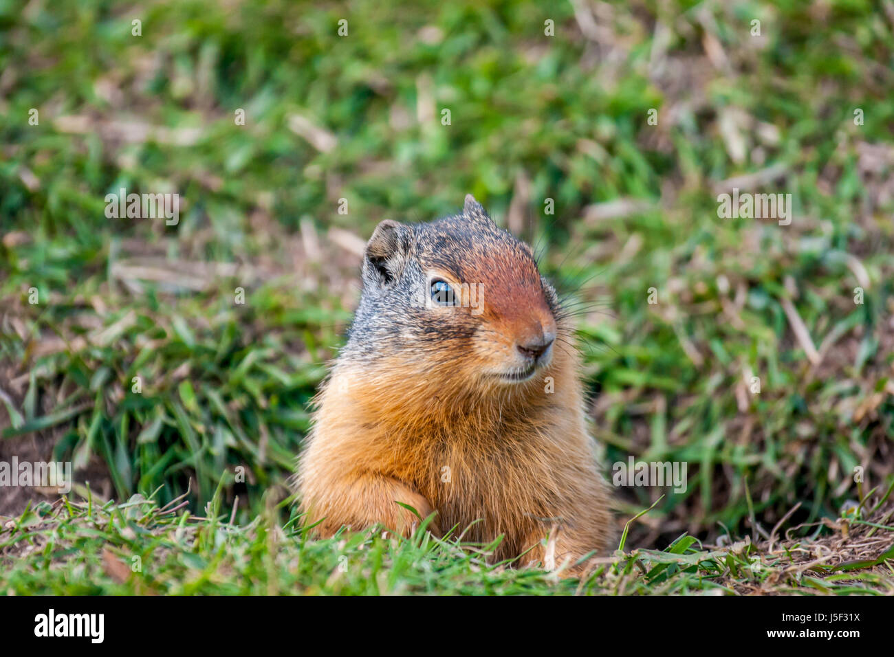 The Flickertail. A very suave little creature that enjoyed posing for ...