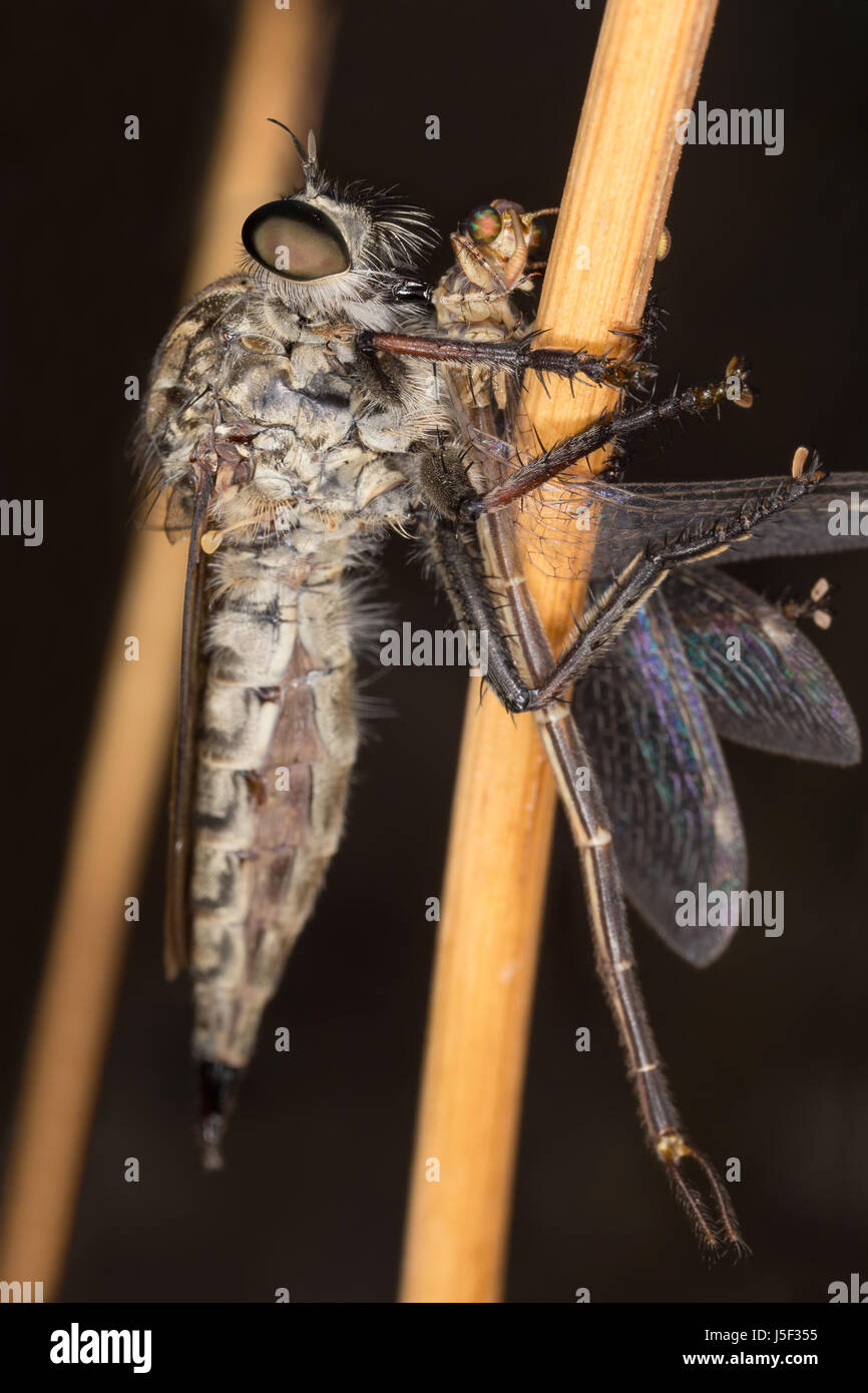 A robber fly with prey macro portrait Stock Photo - Alamy