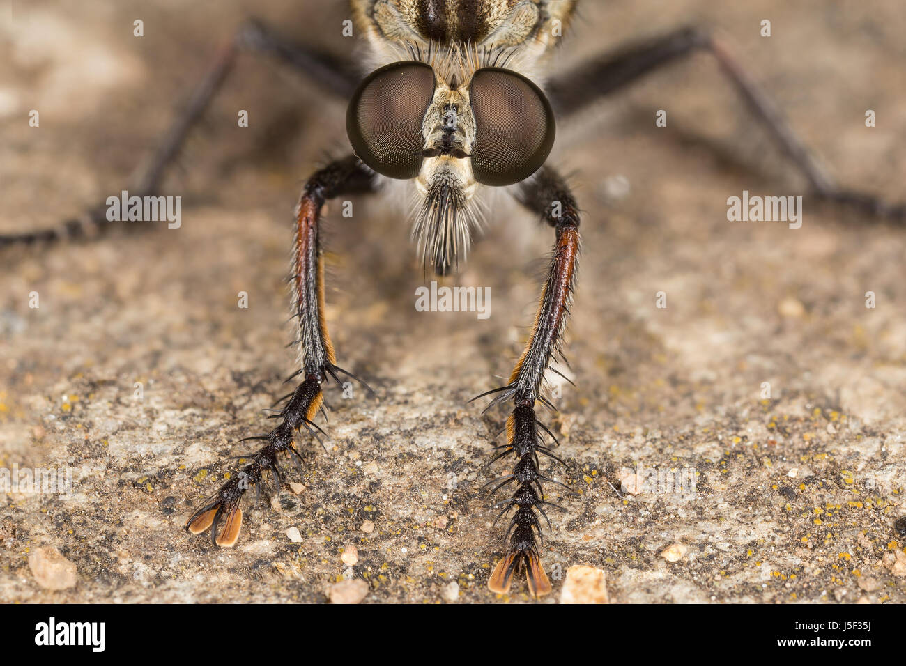 A robber fly macro portrait Stock Photo - Alamy