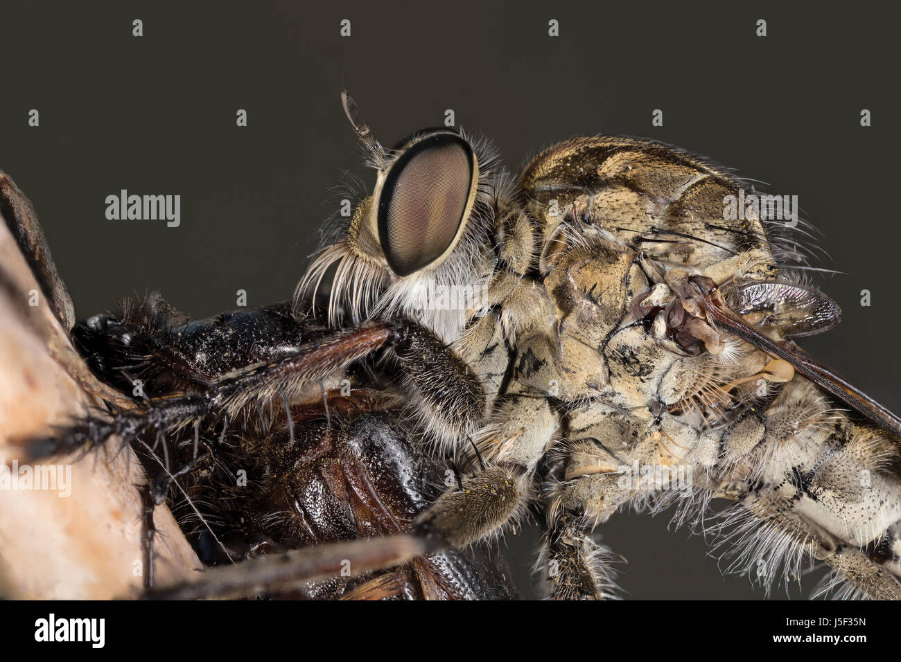 A robber fly with prey macro portrait Stock Photo - Alamy