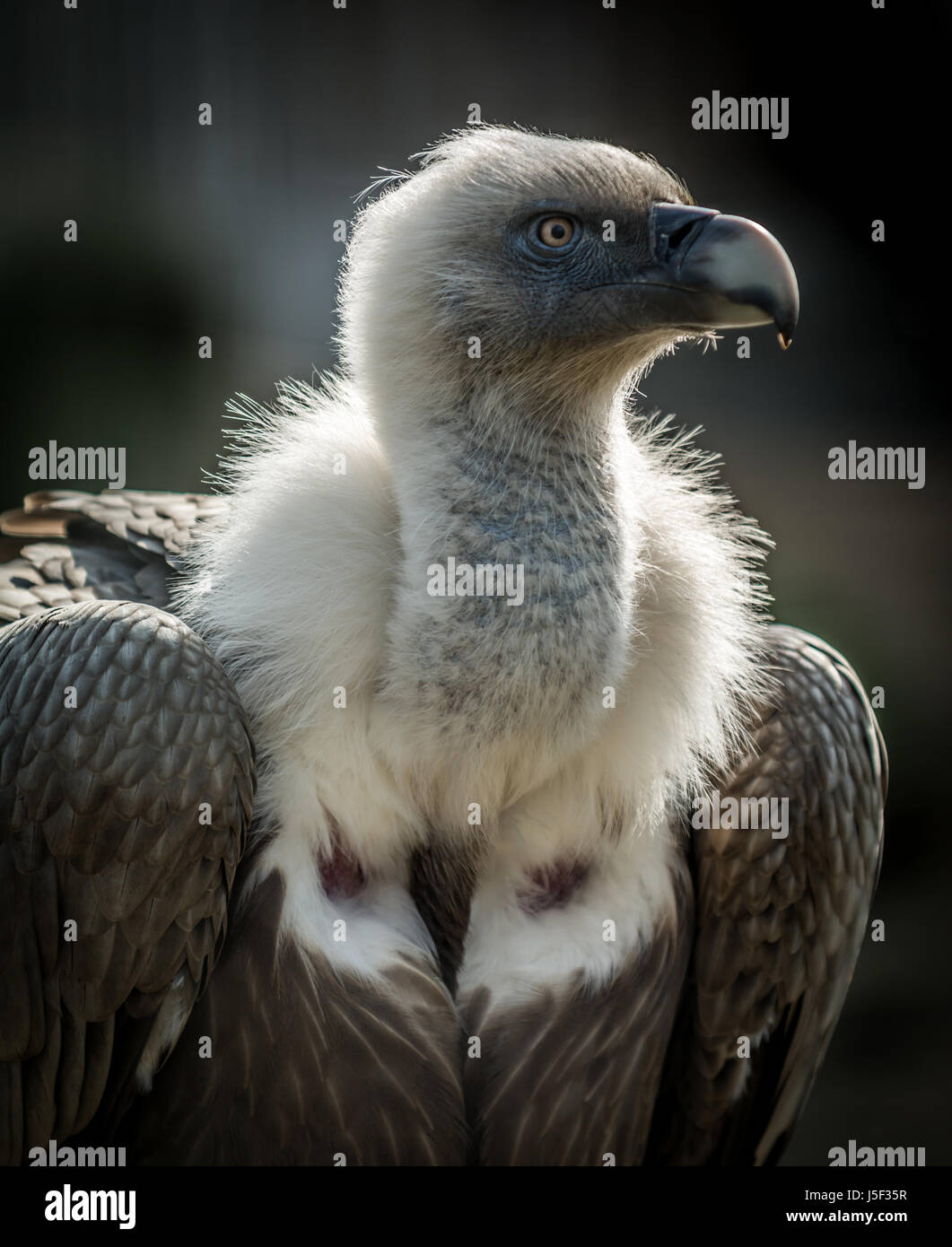 Big bird Griffon vulture (Gyps fulvus) on dark background. Wildlife ...