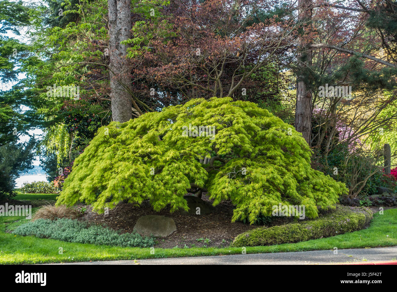 A view of a tree at Seward Park in Seattle, Washington Stock Photo - Alamy
