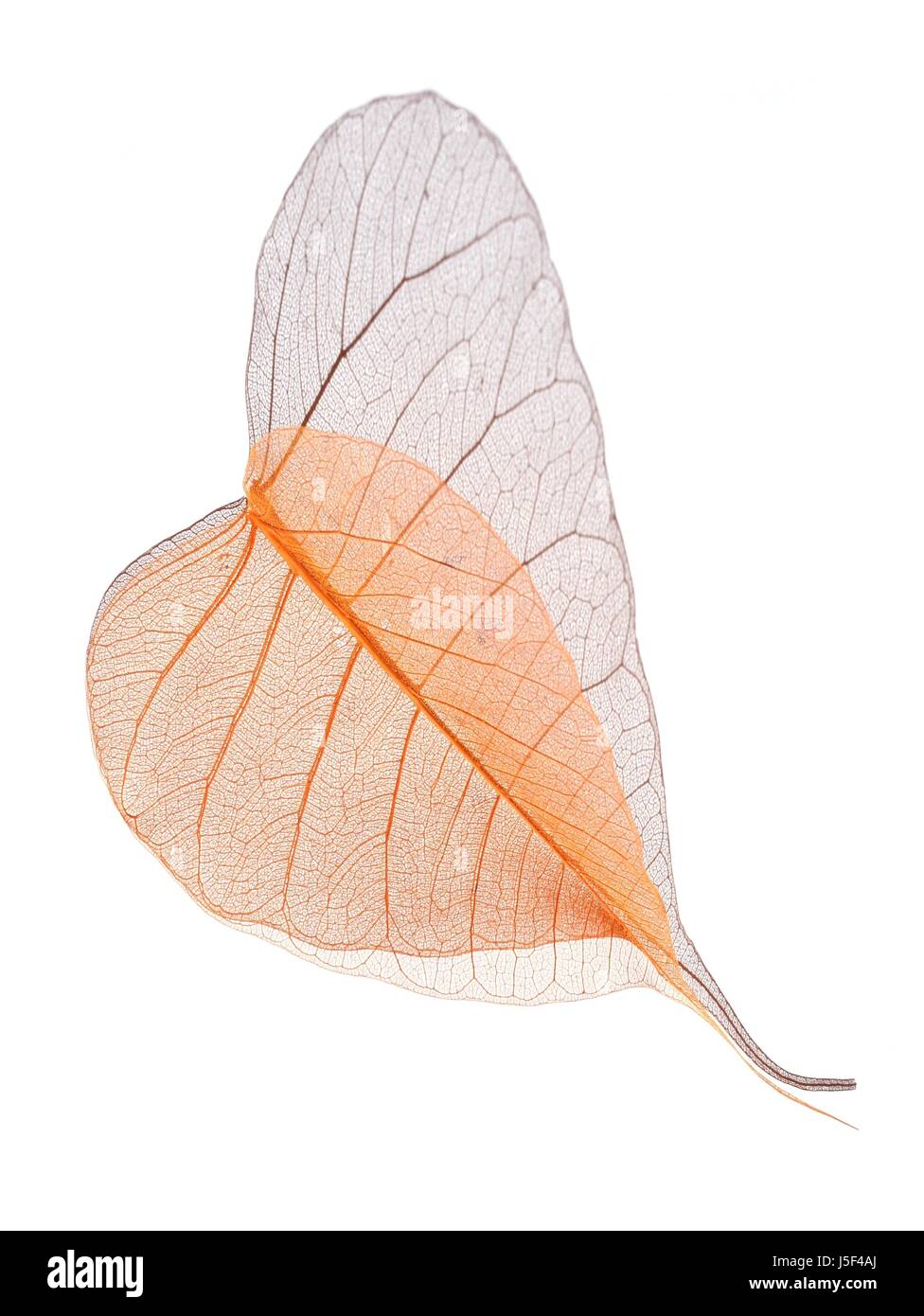 Leaf in the shadows Cut Out Stock Images & Pictures - Alamy