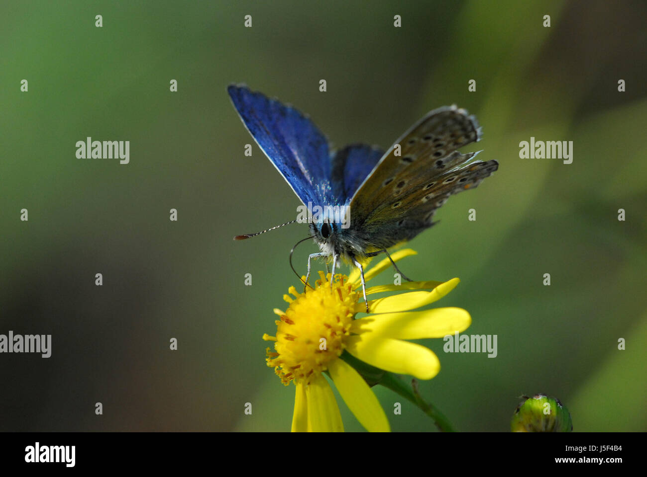 blue on yellow Stock Photo - Alamy