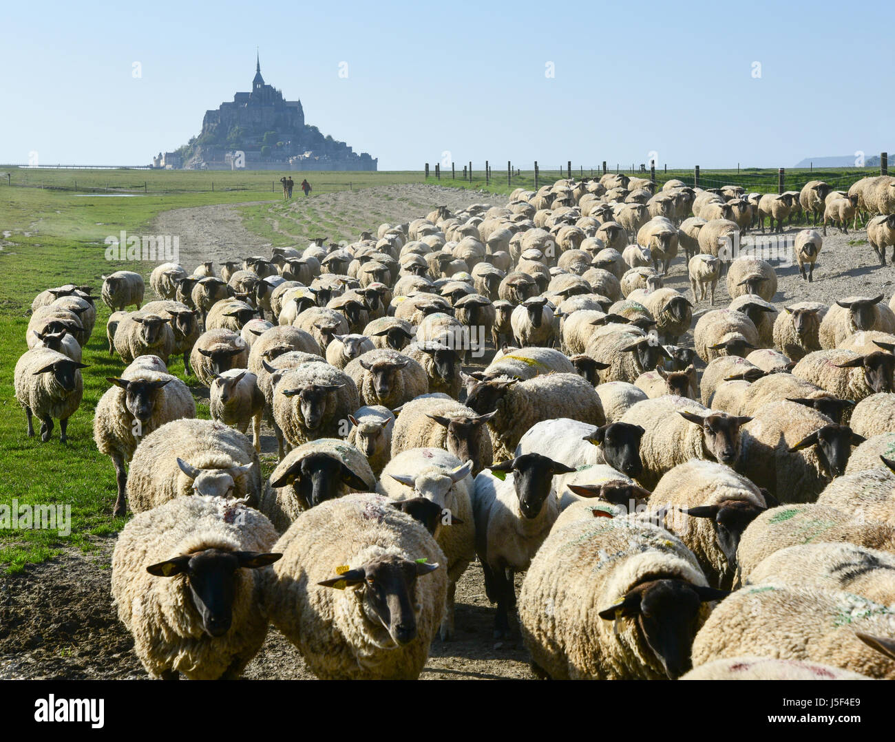 Sheep being herded in from the salt marshes with Mont-Saint-Michel in ...