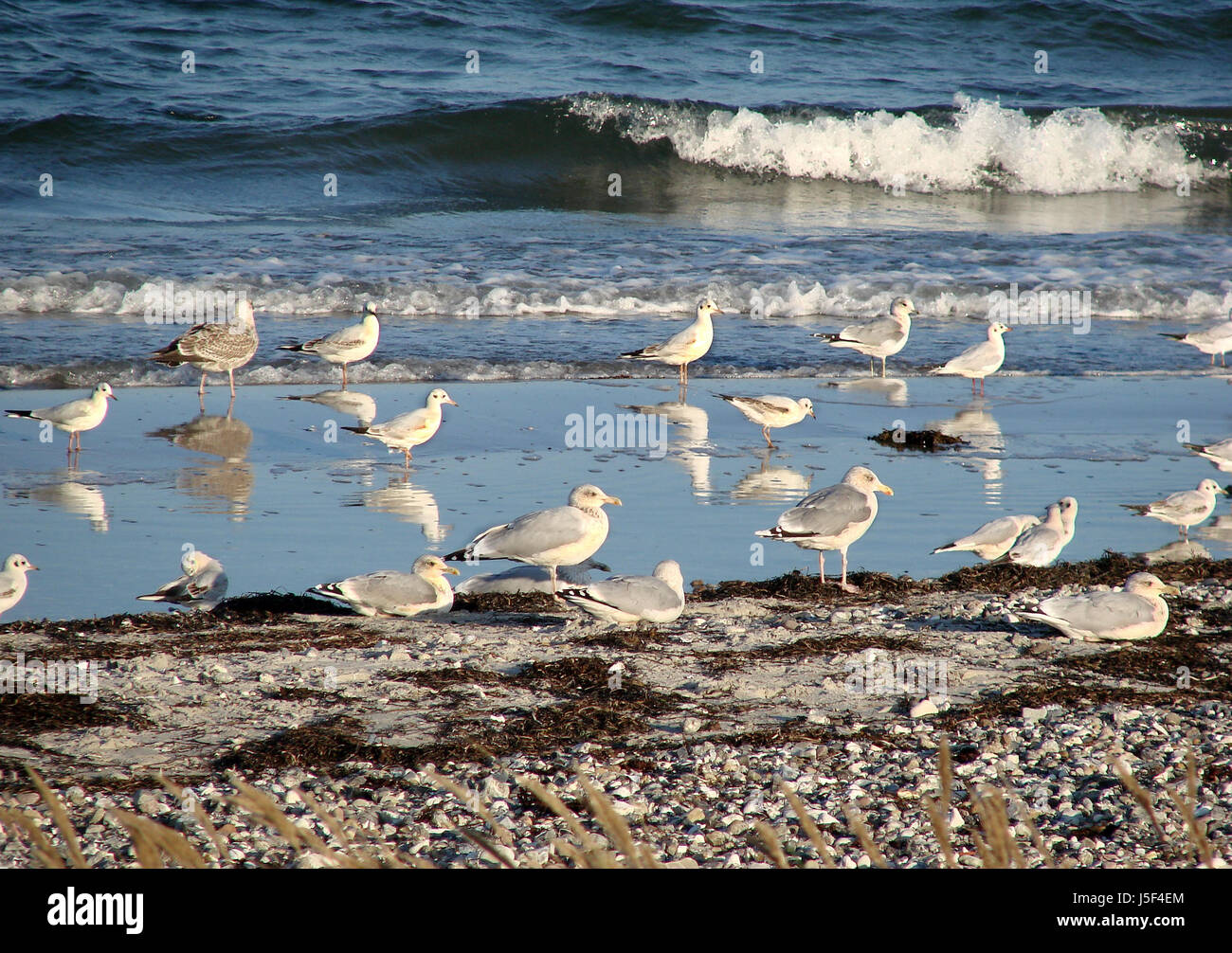 bird beach seaside the beach seashore birds waves water baltic sea salt ...