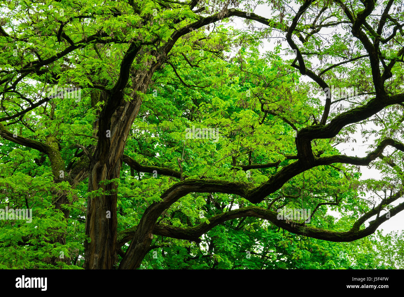 Branchy big old tree in japanese forest, mystery fairytale concept ...