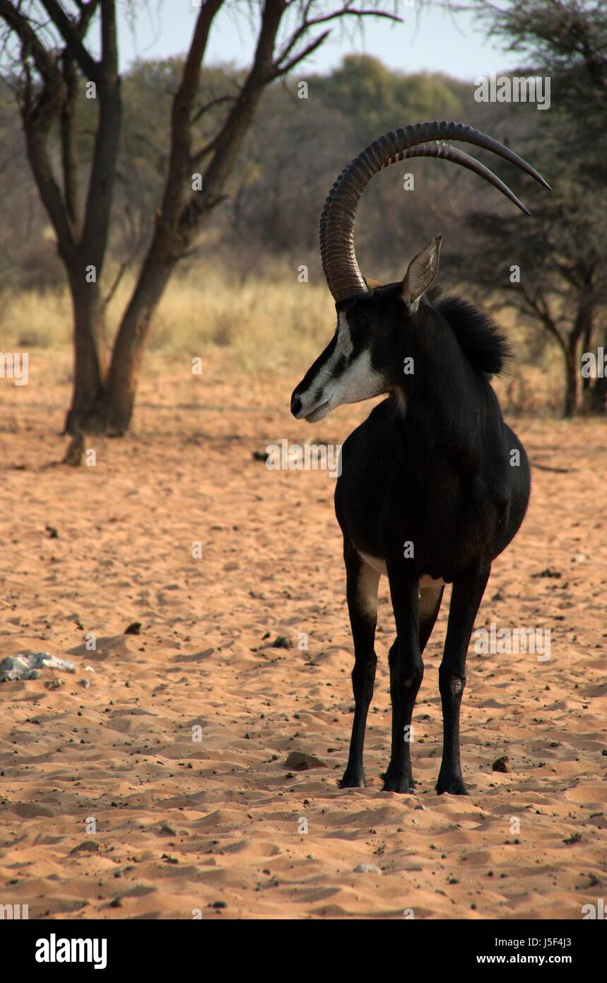 male sable antelope Stock Photo - Alamy