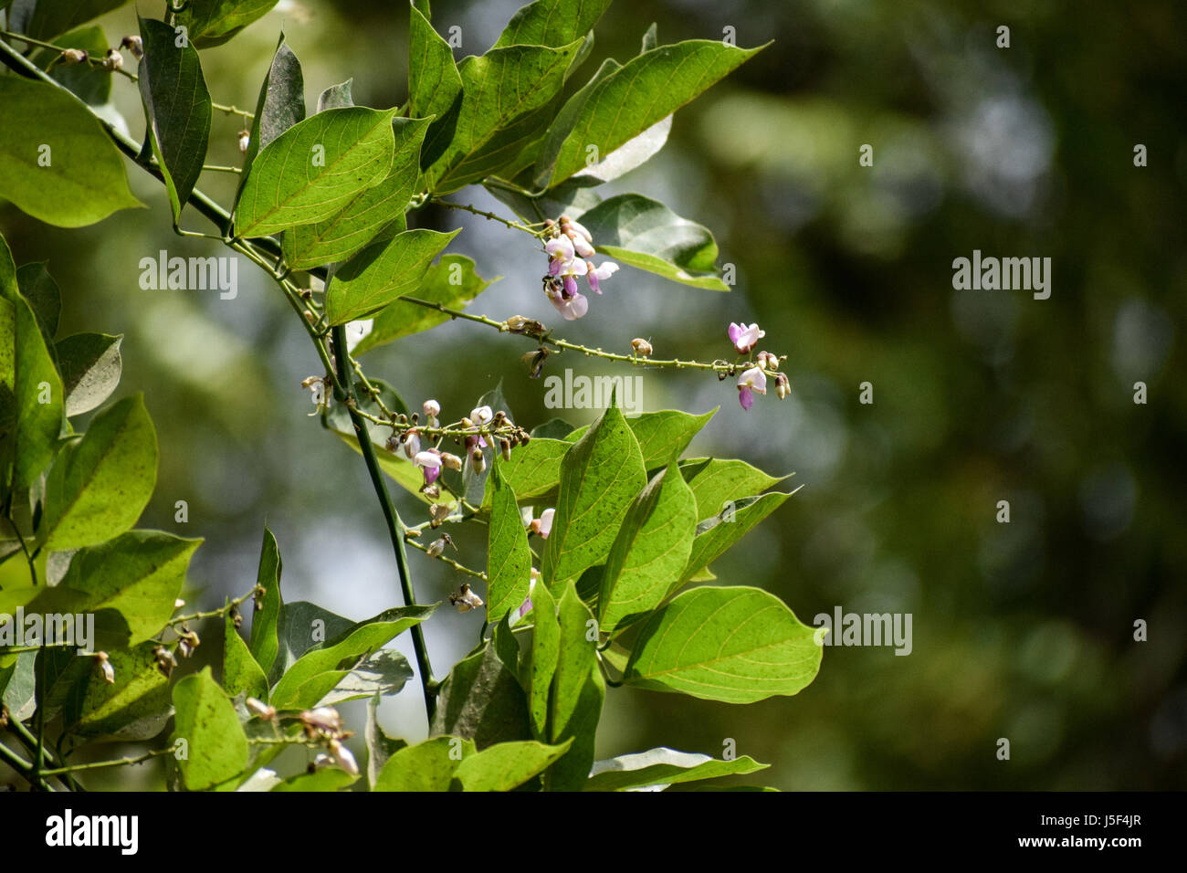 leaves and buds Stock Photo - Alamy