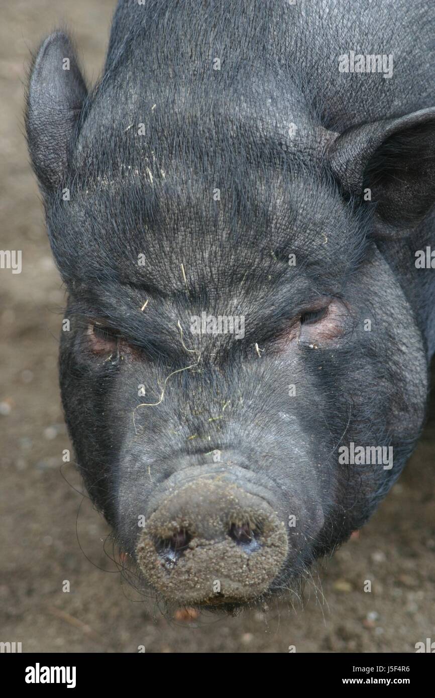 portrait look glancing see view looking peeking looking at human boar ...