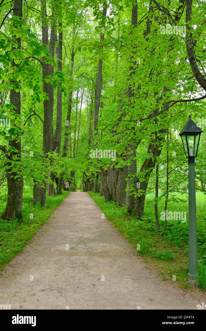 The Park and Avenue in the estate, the house-Museum of Peter Abramovich ...