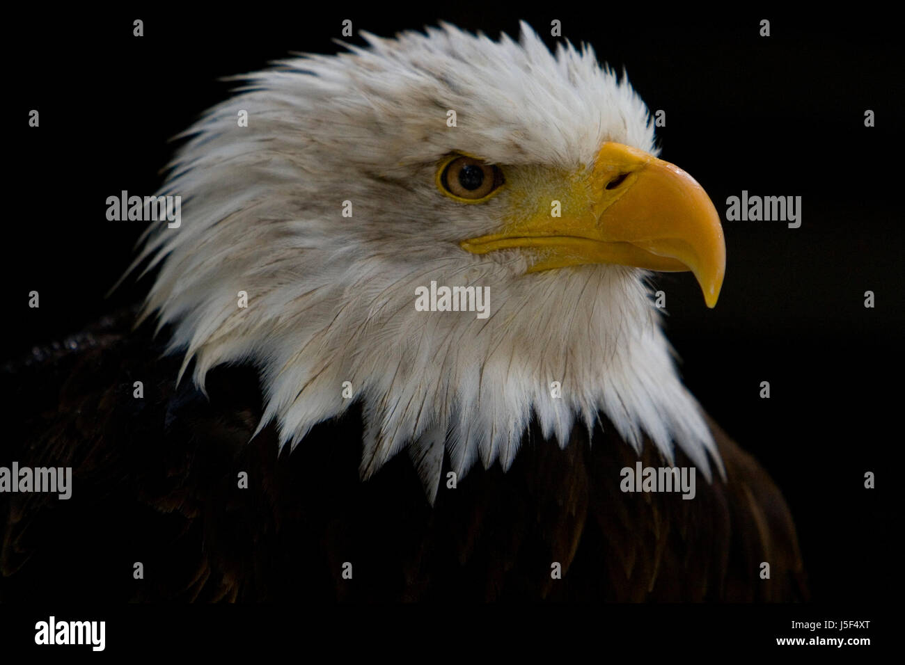 Focused birds hi-res stock photography and images - Alamy