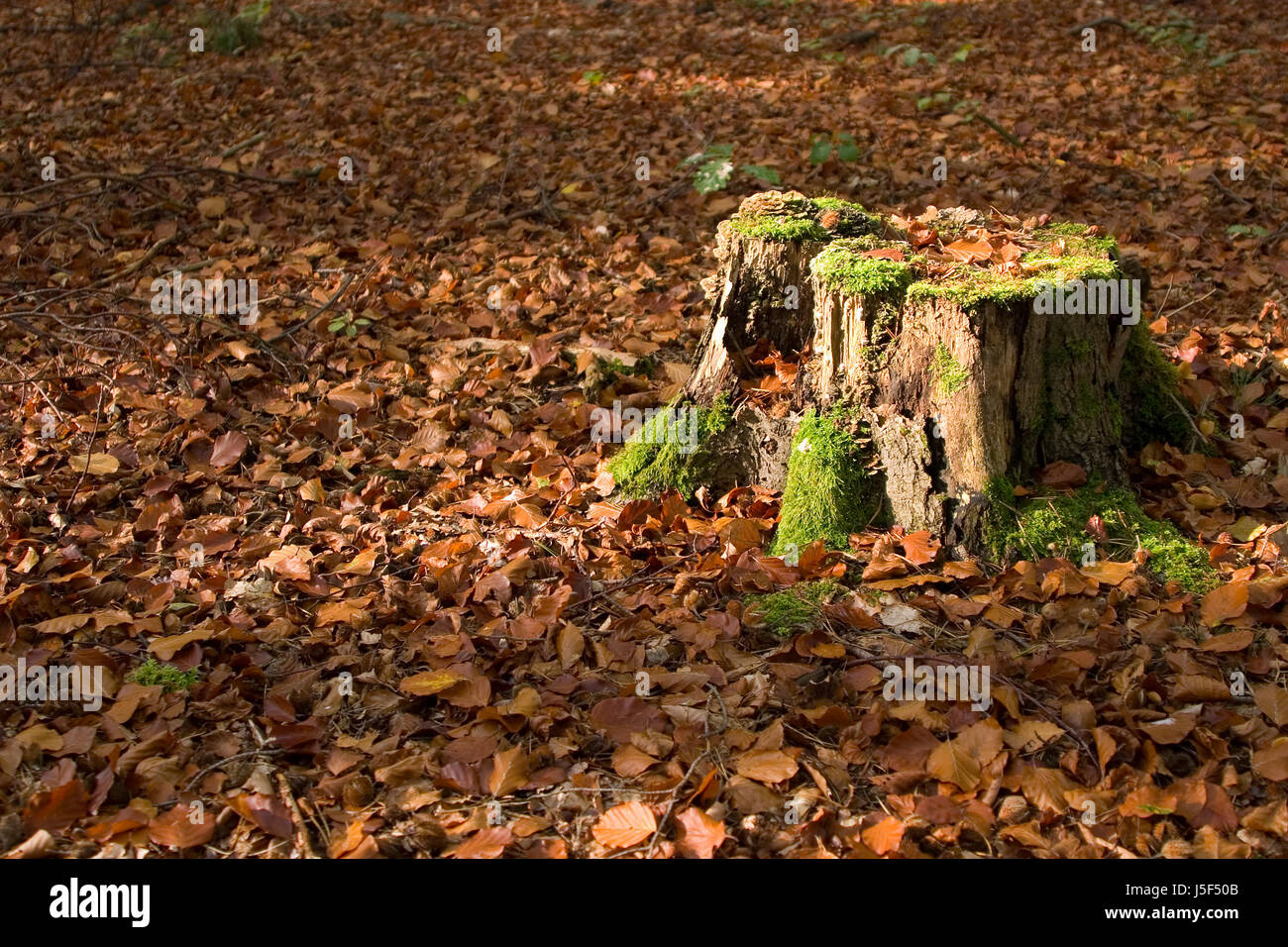 expiration end moss snag comeback moldiness red forest leaves foliage ...