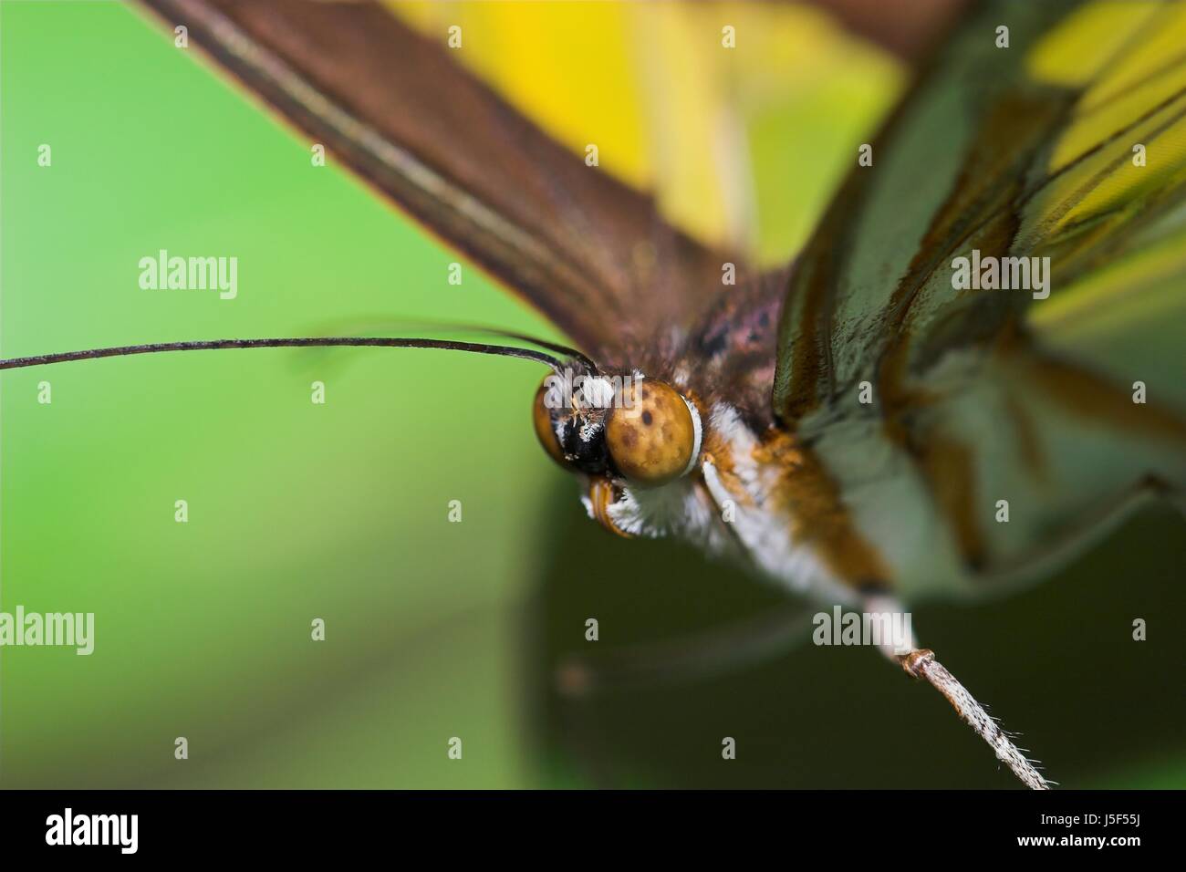 insect butterfly tongue summer summerly wing nectar delicate moth ...