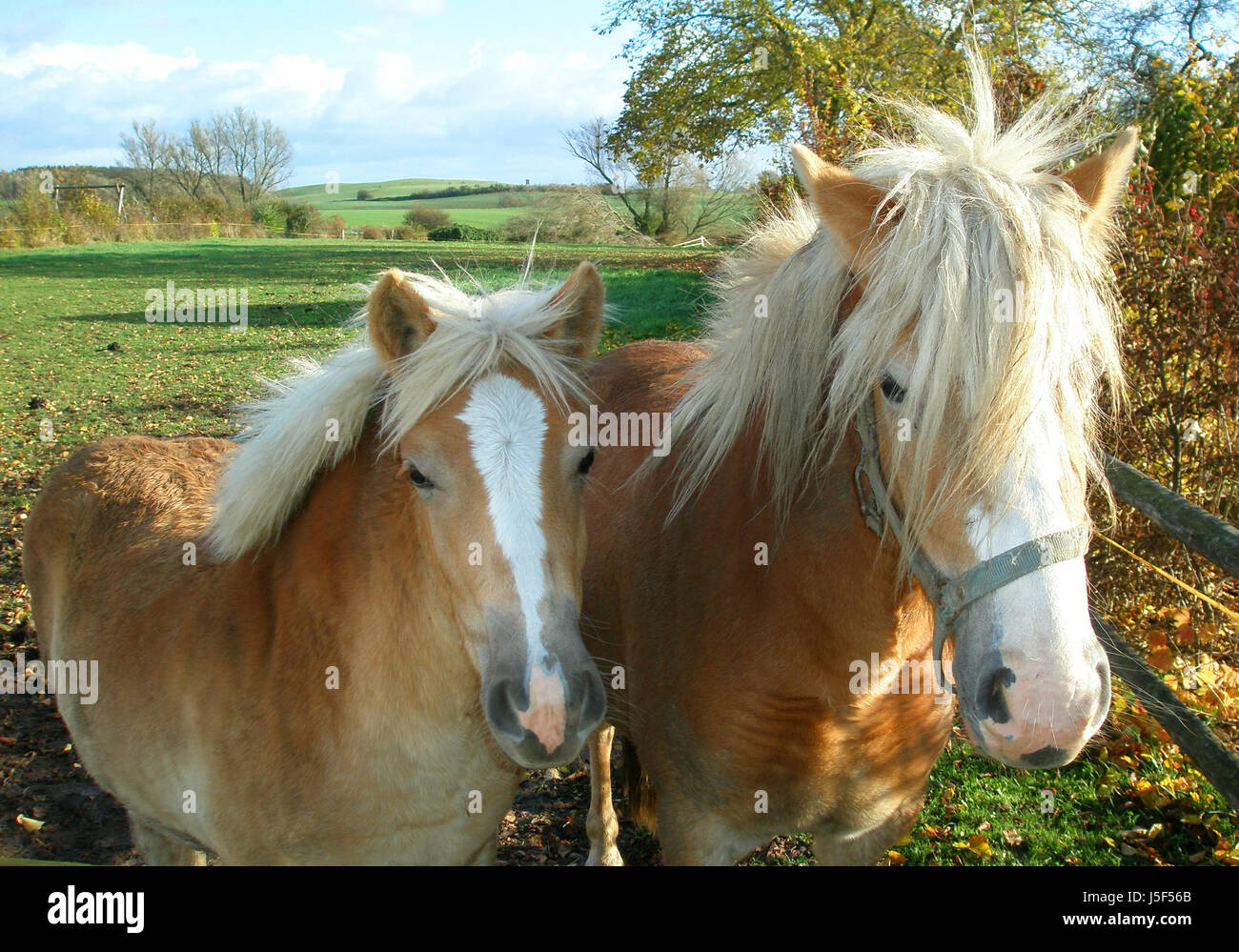 horse width horses back mane nostril to give a jerk scenery countryside ...