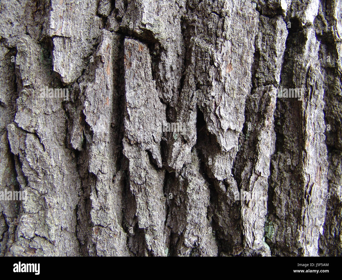 tree wood trunk deciduous tree skin oak bark crannies fissured cracked ...