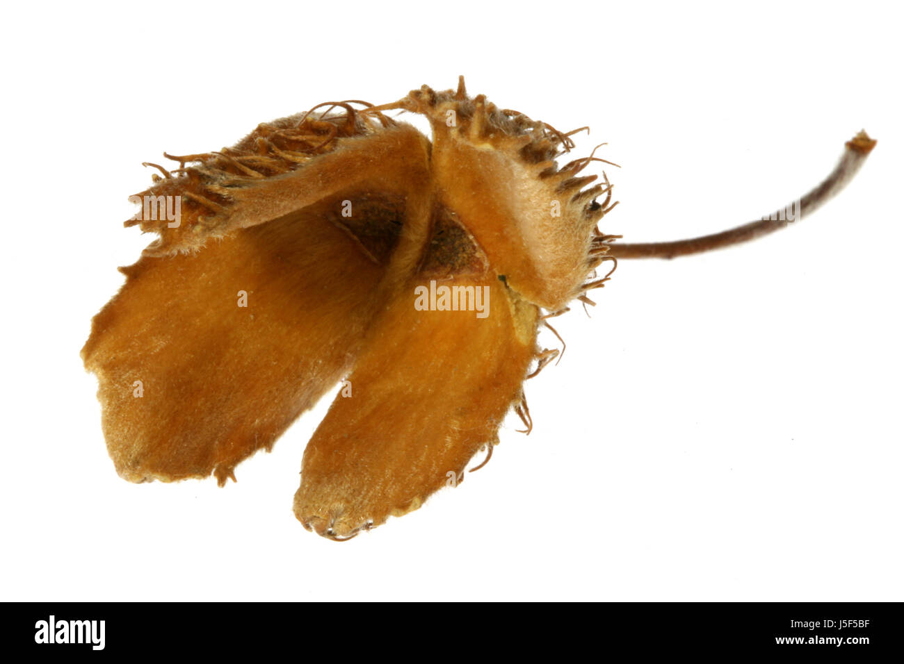 Beech nuts and shells hi-res stock photography and images - Alamy