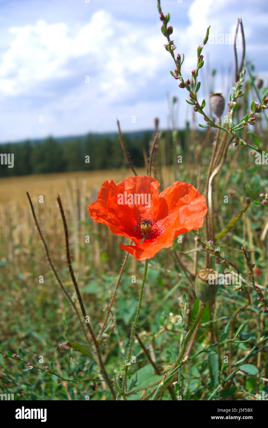 flower plant bloom blossom flourish flourishing field flowers summer ...