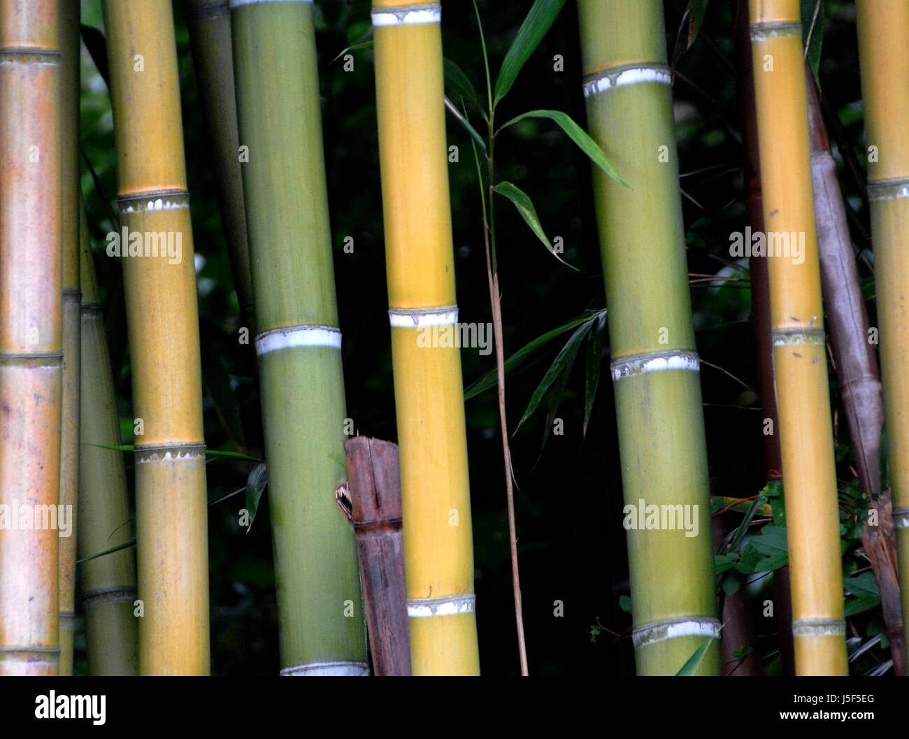 Bamboo hard hollow hi-res stock photography and images - Alamy