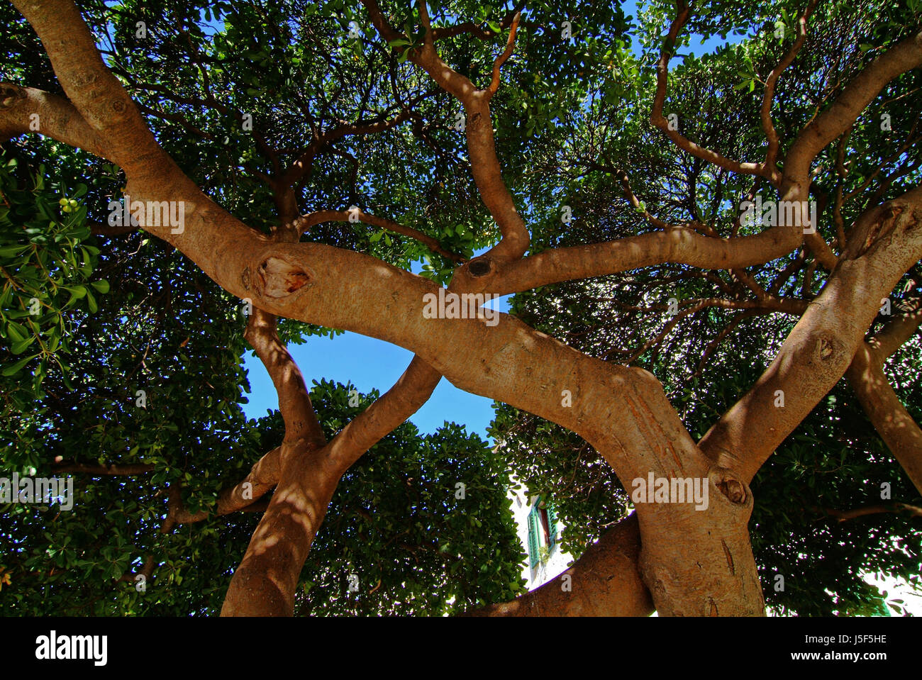 Big olive tree olea europaea hi-res stock photography and images - Alamy